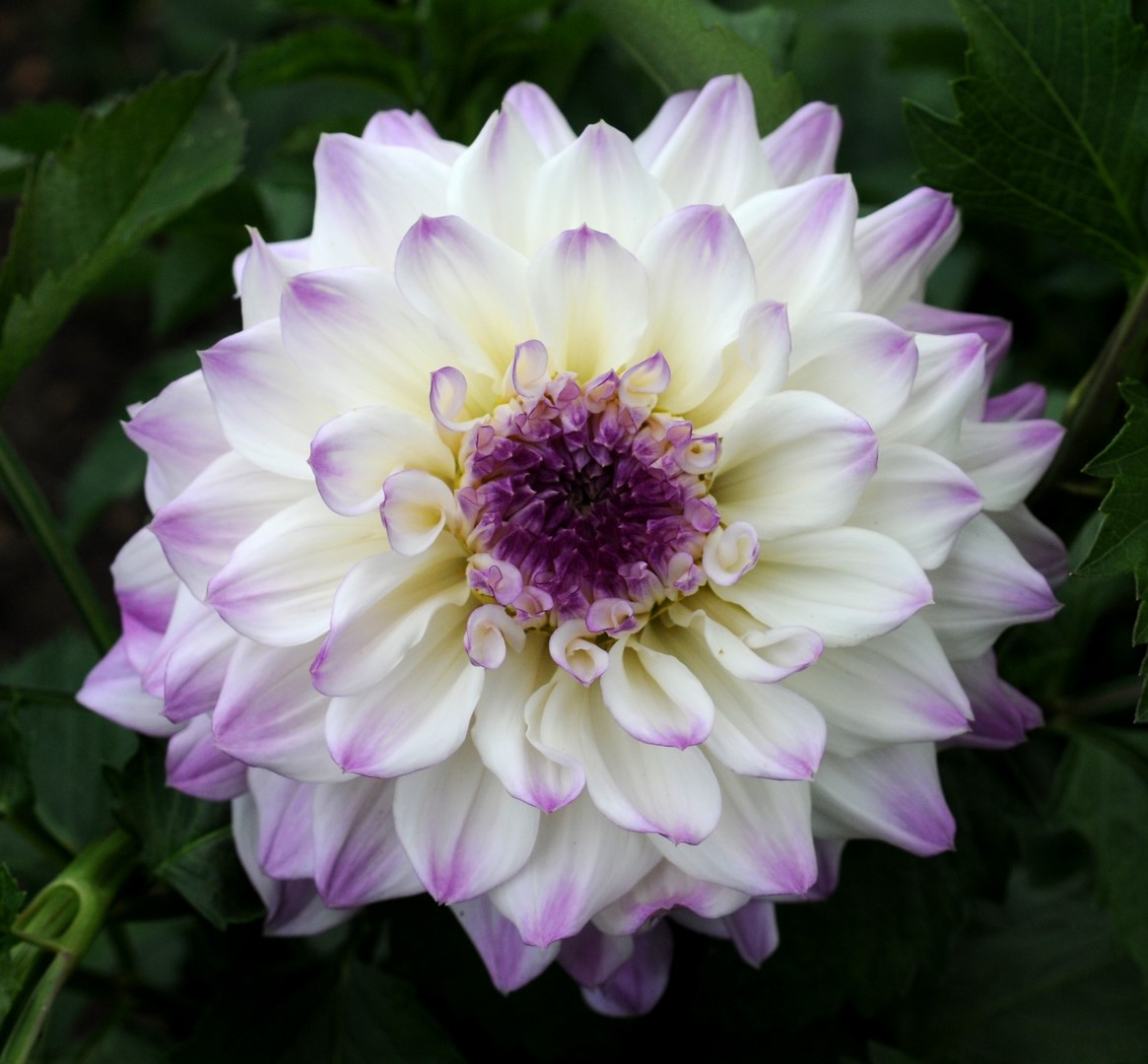 Photogallery of dahlias /// Fotogalerie jiřin :: Kosatce-petr-smida